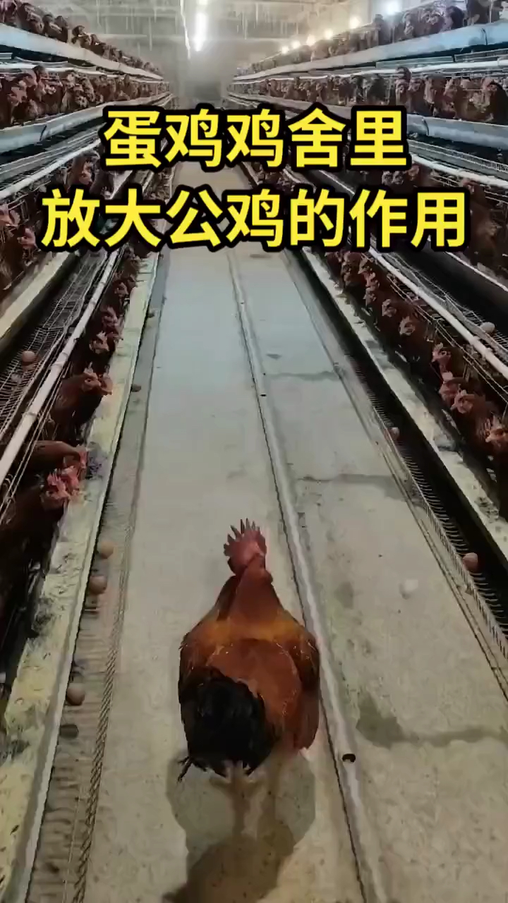 蛋鸡鸡舍里放一只大公鸡，有这么多好处，你知道吗？ 度小视