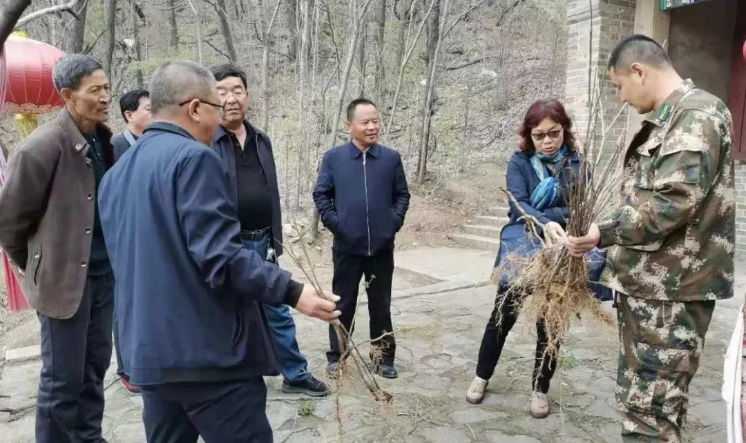 山西省晋中市积极做好乡土树种选育 增加绿化树种种源