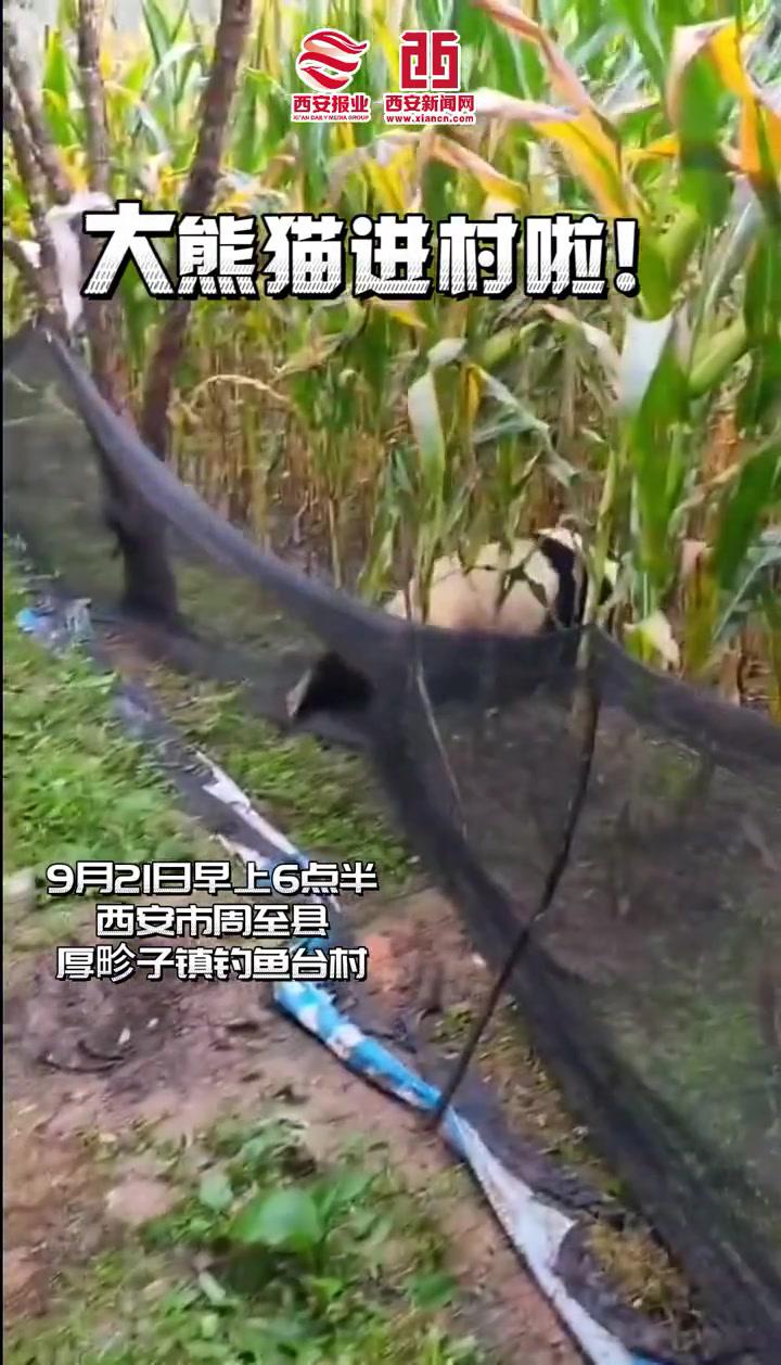 大熊猫进村 串门”啦!9月21日早上6点半左右,西安市周至县厚畛子镇钓鱼台村村民报告,一农户家的玉米地里发现一只大熊猫,镇上立即组织有关人员