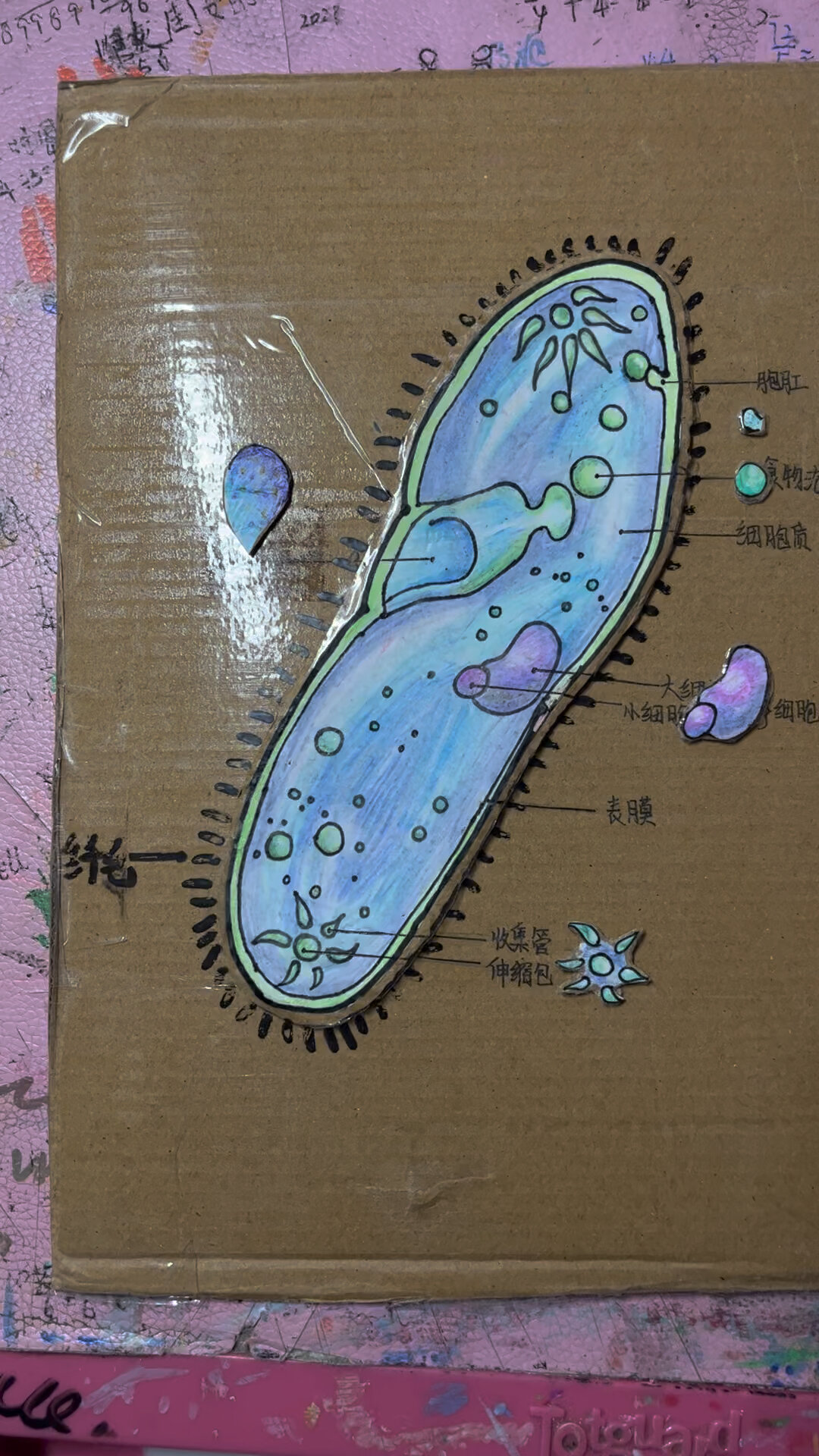 生物作业 草履虫 度小视