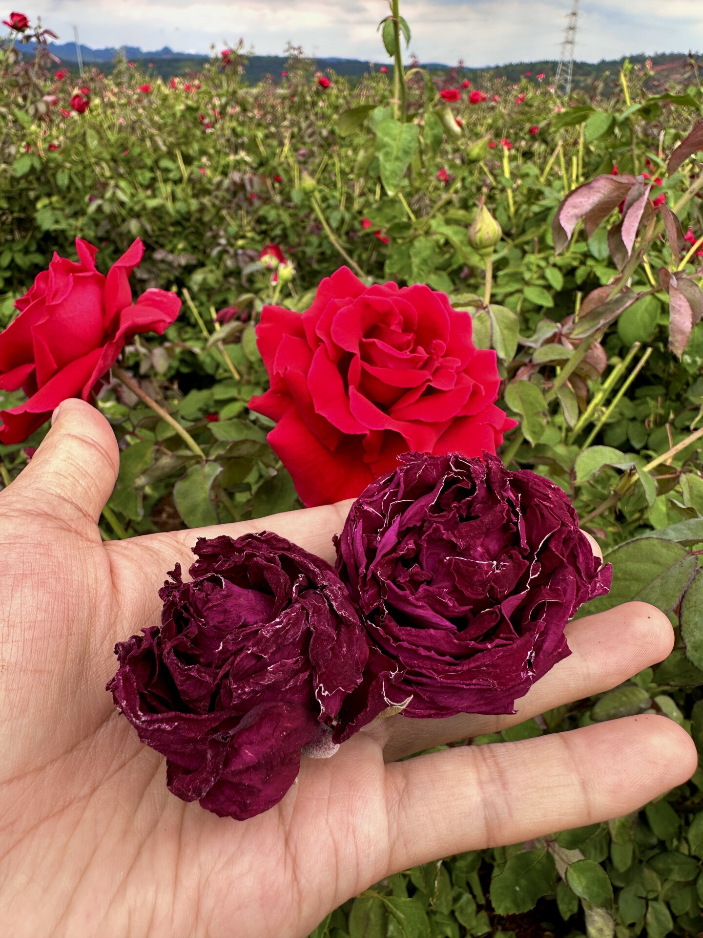 在云南这个村庄一天产10吨玫瑰花🌹 度小视