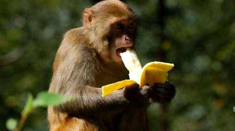 十万个为什么：为什么猴子喜欢吃香蕉？,大自然,环球自然,好看视频