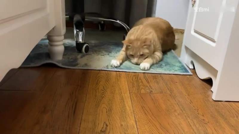 千万别给猫咪喝酒,喝醉的橘猫太恐怖了!科技数码好看视频