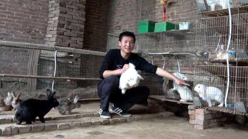 让兔子繁殖去交配，如何提高母兔的受孕成功率？,搞笑,萌宠,好看视频