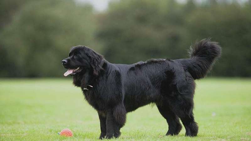 一分钟了解纽芬兰犬,大自然,环球自然,好看视频