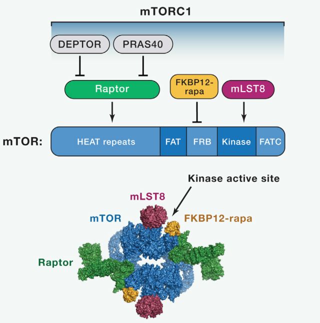 mTOR的结构及生物学功能