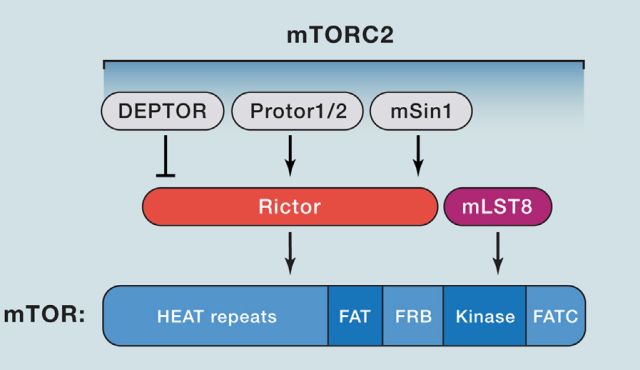 mTOR的结构及生物学功能