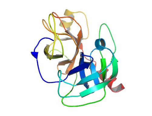 转化因子2β(TRA2b)重组蛋白