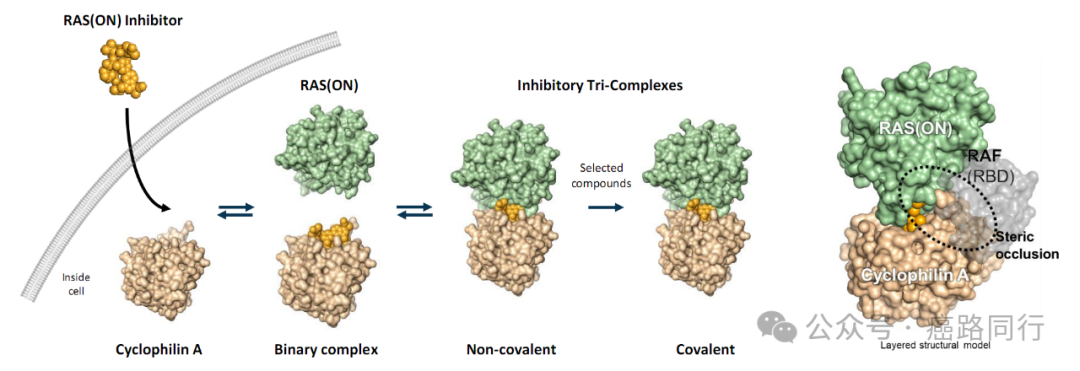 泛RAS抑制剂RMC-6236可持续、高强度抑制多种RAS突变肿瘤