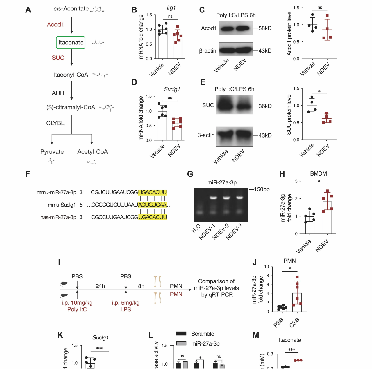 中性粒细胞胞外囊泡在细胞因子风暴综合征中的调控作用及机制