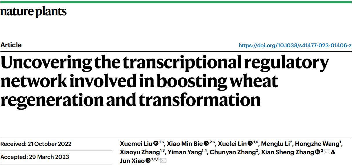Nature Plants｜ATAC-seq+RNA-seq解析小麦再生的转录调控网络