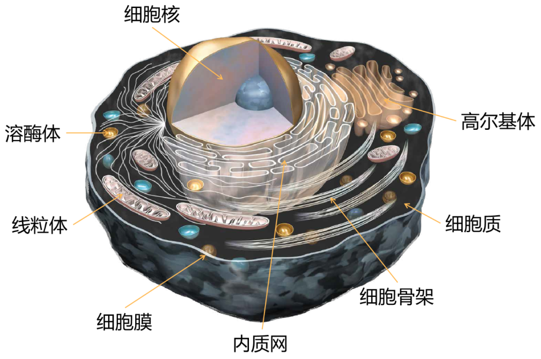 DRAQ5 & DRAQ7细胞核染料