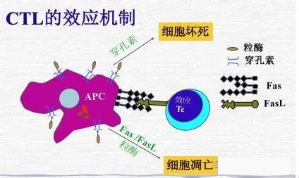 CTL细胞的作用：免疫监控与肿瘤治疗