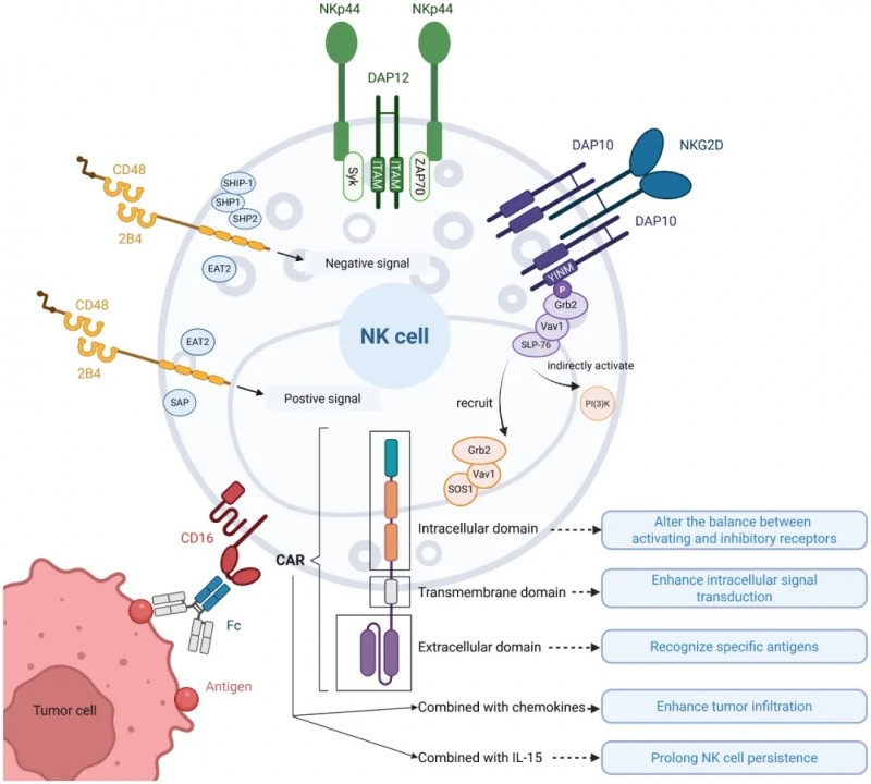 CAR-NK细胞疗法靠CAR雷达逆袭，从盲打到精准狙击，4天肿瘤显著缩小