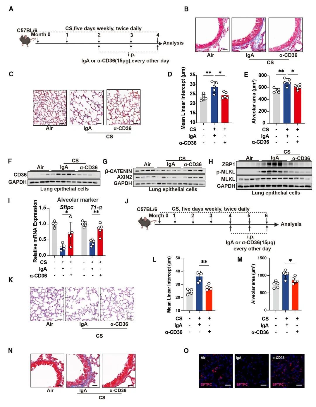 Cell Rep Med｜河南中医药联合武大研究团队发现潜在靶点：CD36