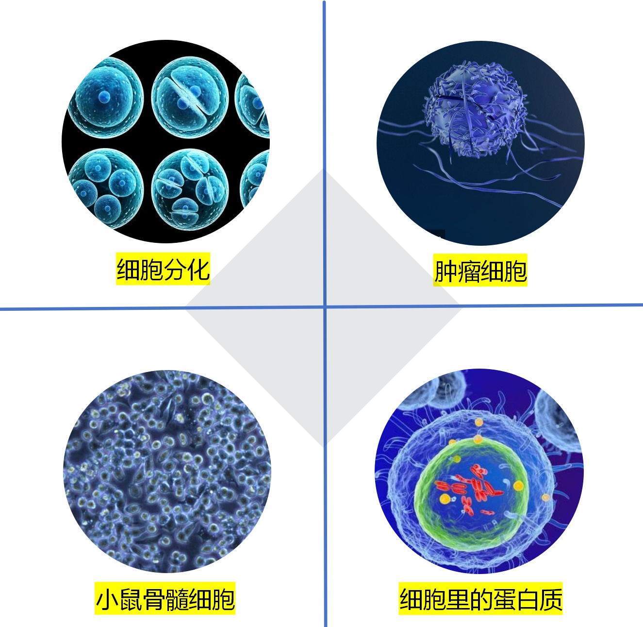 293F悬浮细胞介绍