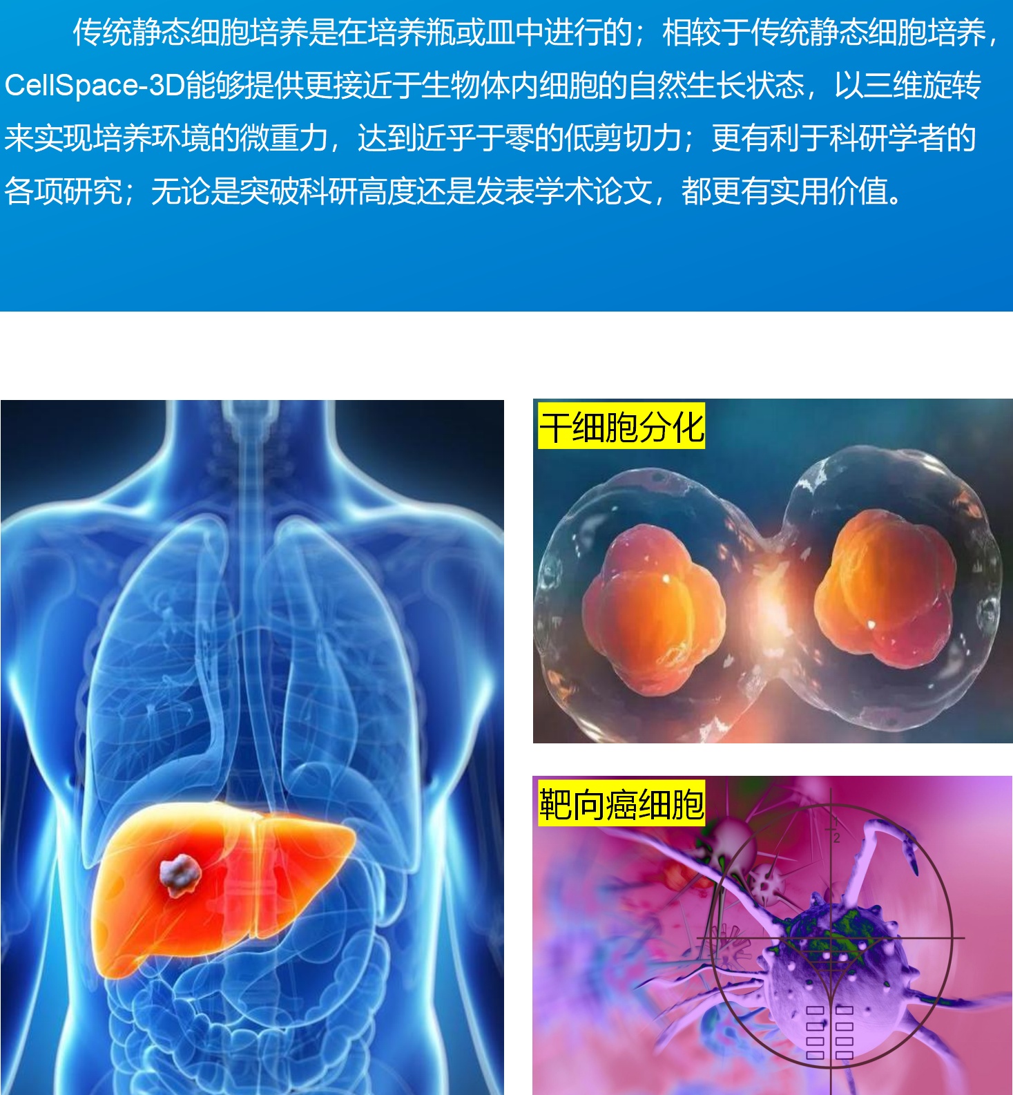 293F悬浮细胞介绍
