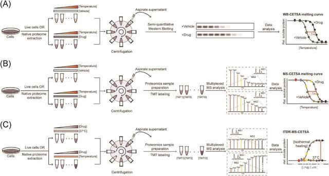 细胞热迁移技术(CETSA)鉴定蛋白与化合物结合