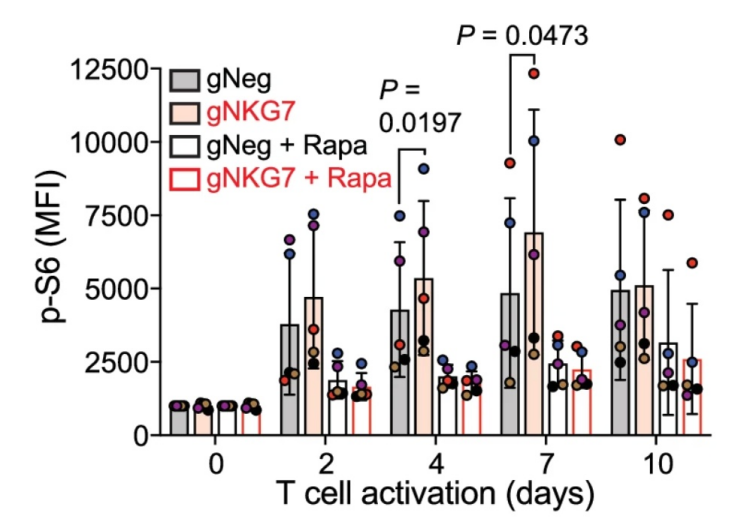 Nature子刊｜溶酶体蛋白 NKG7——CD8+T 细胞的 “肿瘤免疫密码”