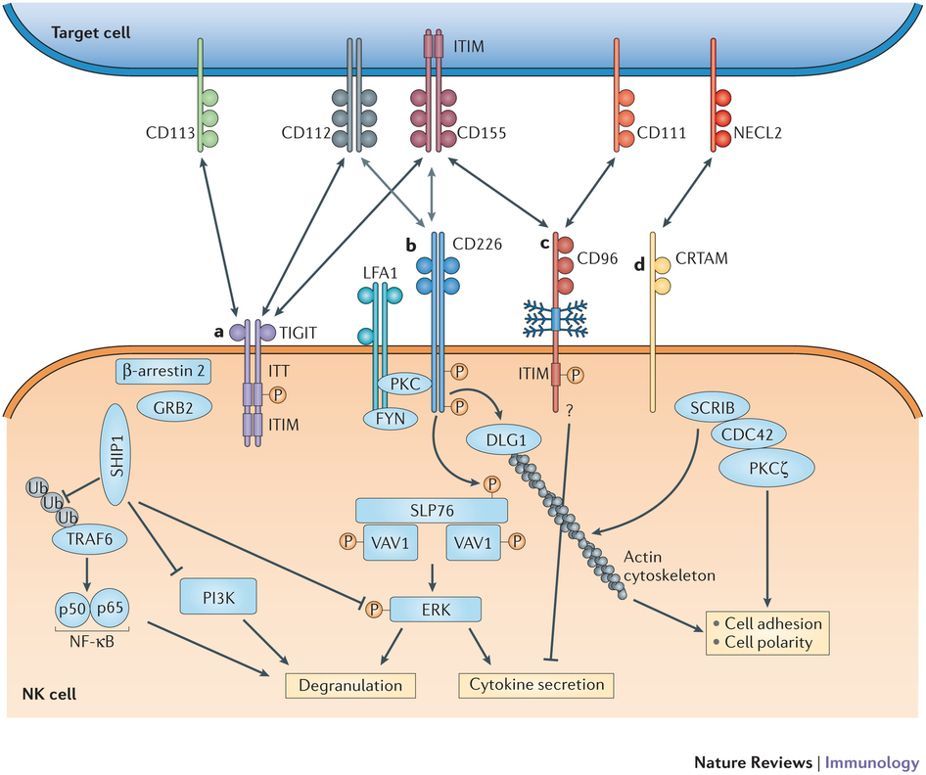CD155：从细胞黏附分子到肿瘤免疫治疗的前沿靶点