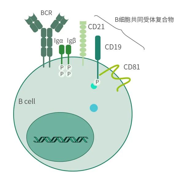 CD19：深入解析B细胞标记与肿瘤免疫治疗的前沿靶点