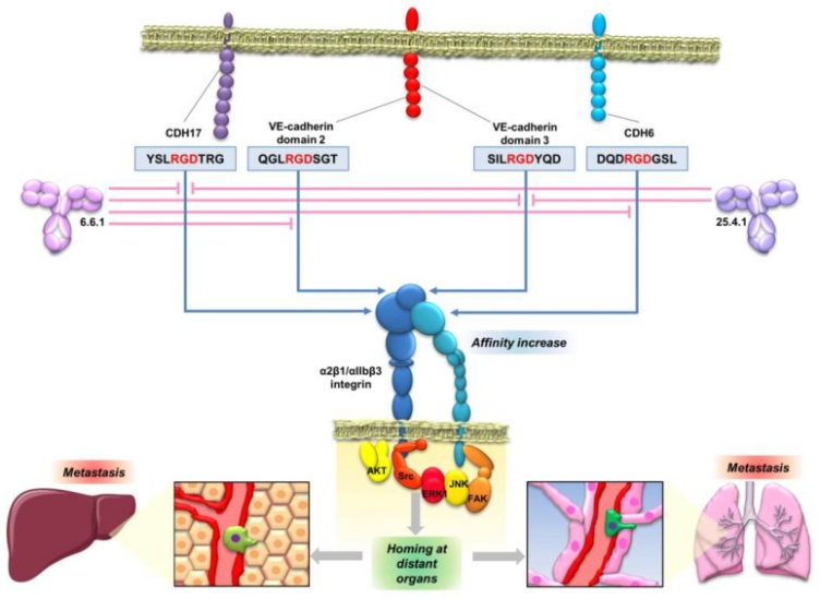 CDH17作用机制与靶向药物研发的潜力