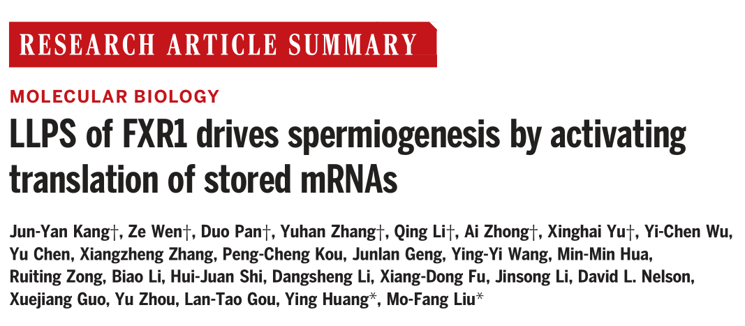 专家点评｜FXR1通过相分离激活精子细胞翻译、促进精子形成