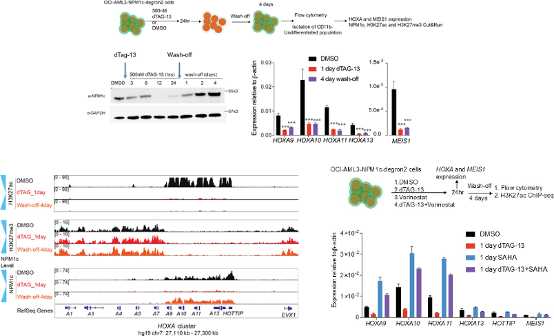 图5. NPM1c在靶基因上拮抗HDAC
