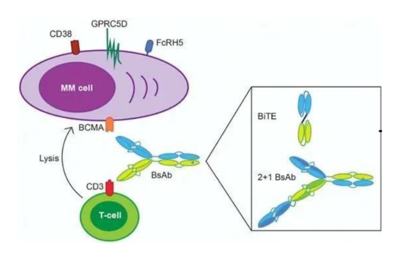 研究报告｜靶向GPRC5D药物在研现状