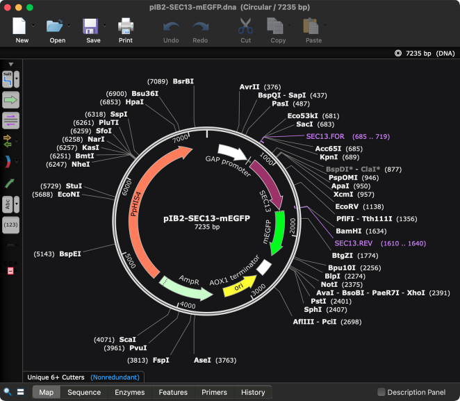 代理商丨SnapGene 配置深色模式和背景颜色丨使用教程