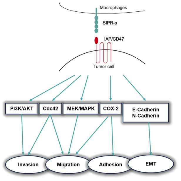 「杰论系列」CD47：会是继PD-1/PD-L1之后的潜力股靶点吗？