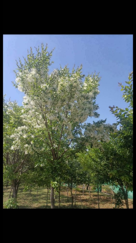 369258147,自然,植物,好看视频