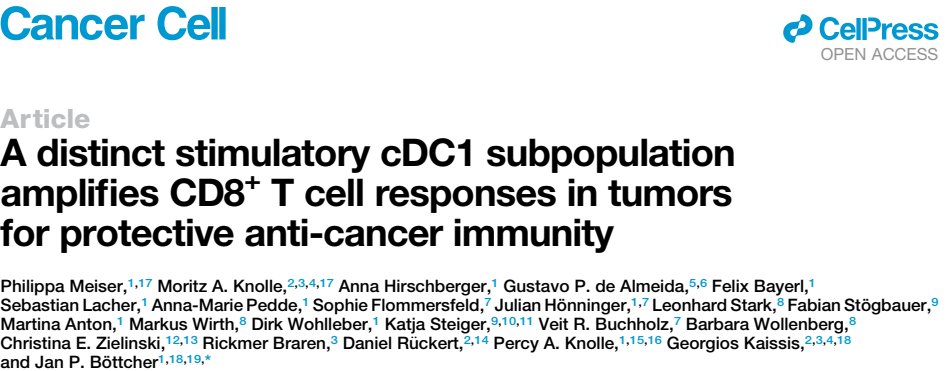 瘤内独特的可增强CD8+T细胞反应的cDC1亚群