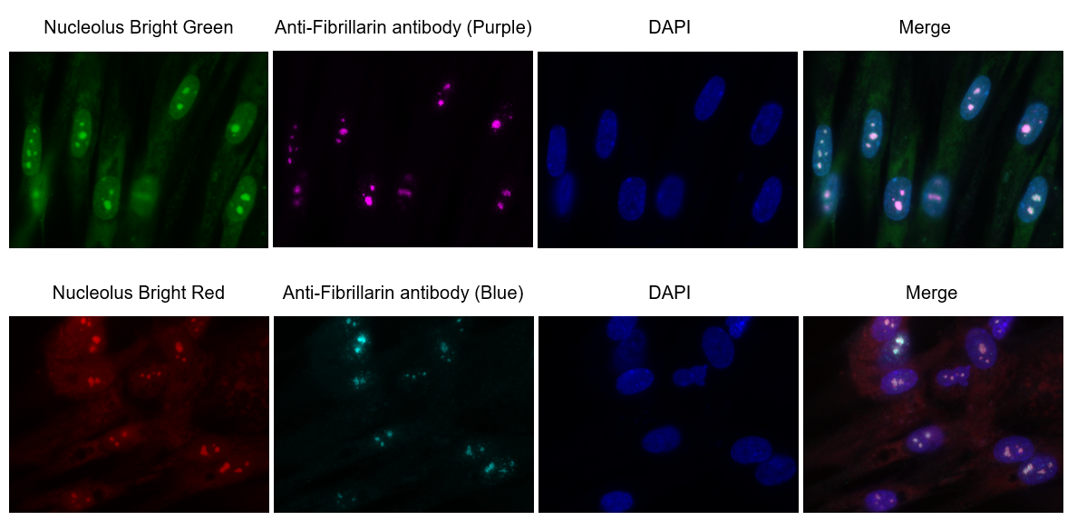 BCECF-AM,PH敏感探针