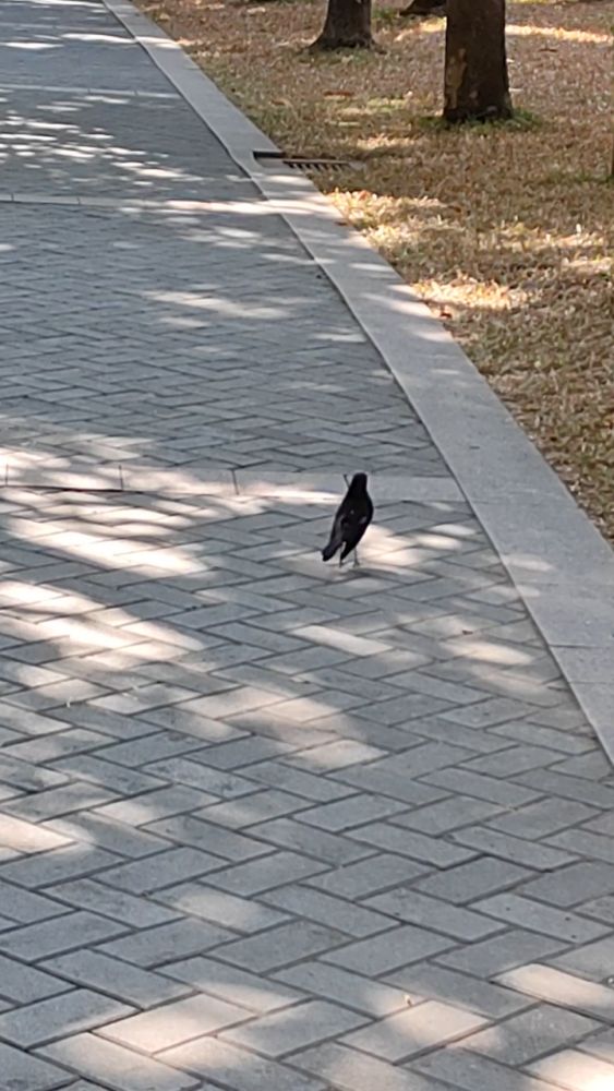 qawsedrf,宠物,鸟,好看视频