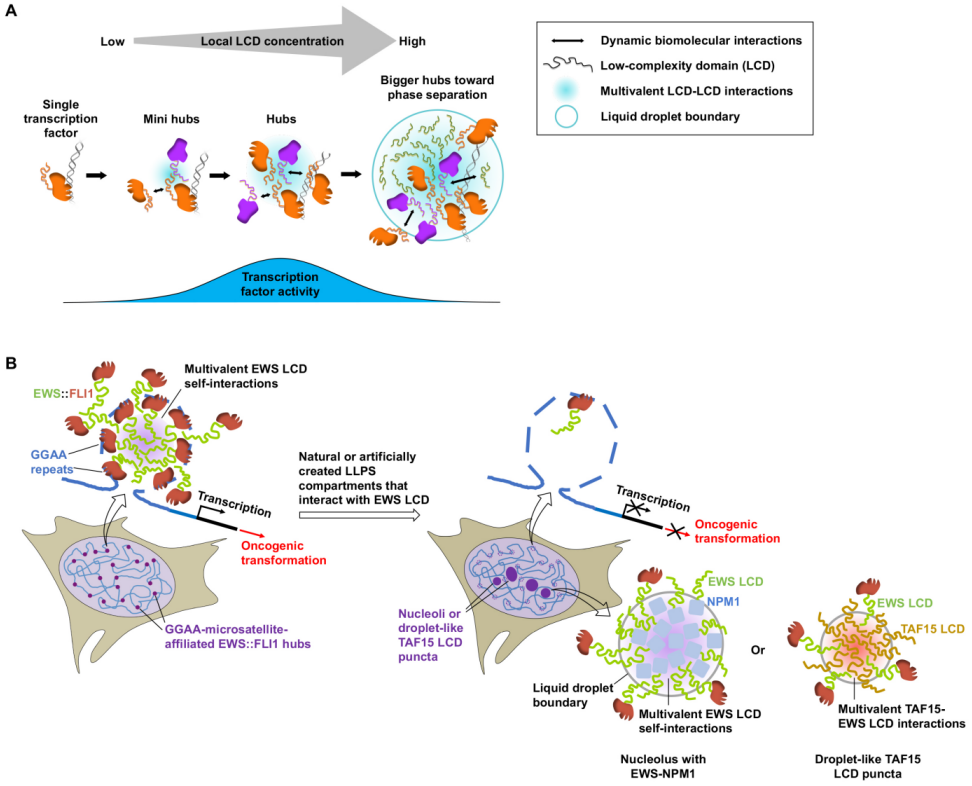 亮点！Robert Tjian组揭示液-液相分离可抑制内源性基因的转录
