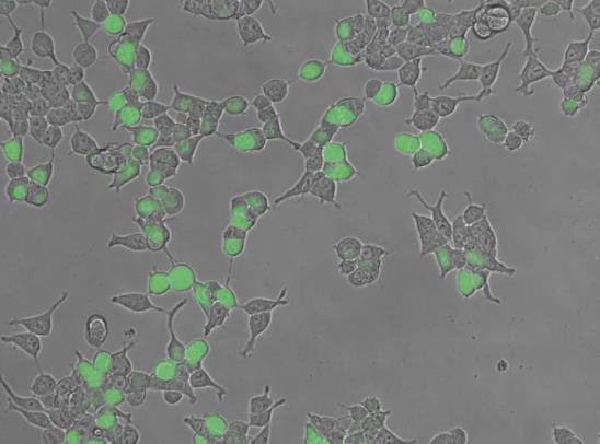 HEK293和293t细胞有什么区别