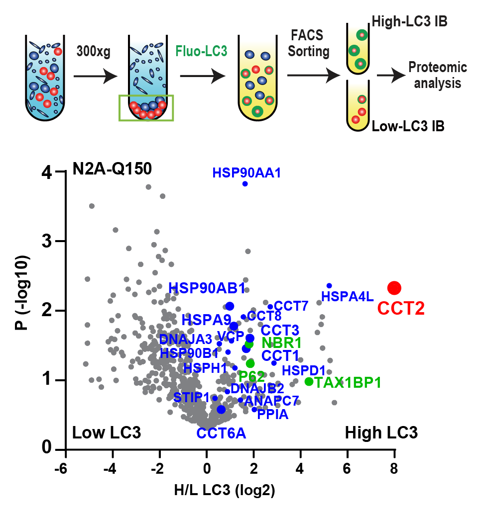 图2. 鉴定新型聚集体自噬受体的策略与CCT2的发现