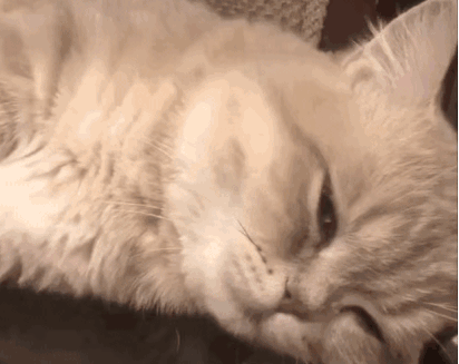 解读猫咪肢体语言：2022年全国铲屎官猫语四/六级考试