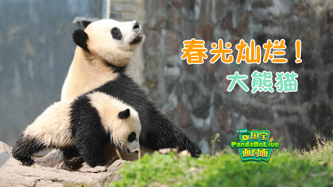 iPanda正在直播：春光灿烂大熊猫，国宝花式带娃记直播-萌宠直播-百度直播