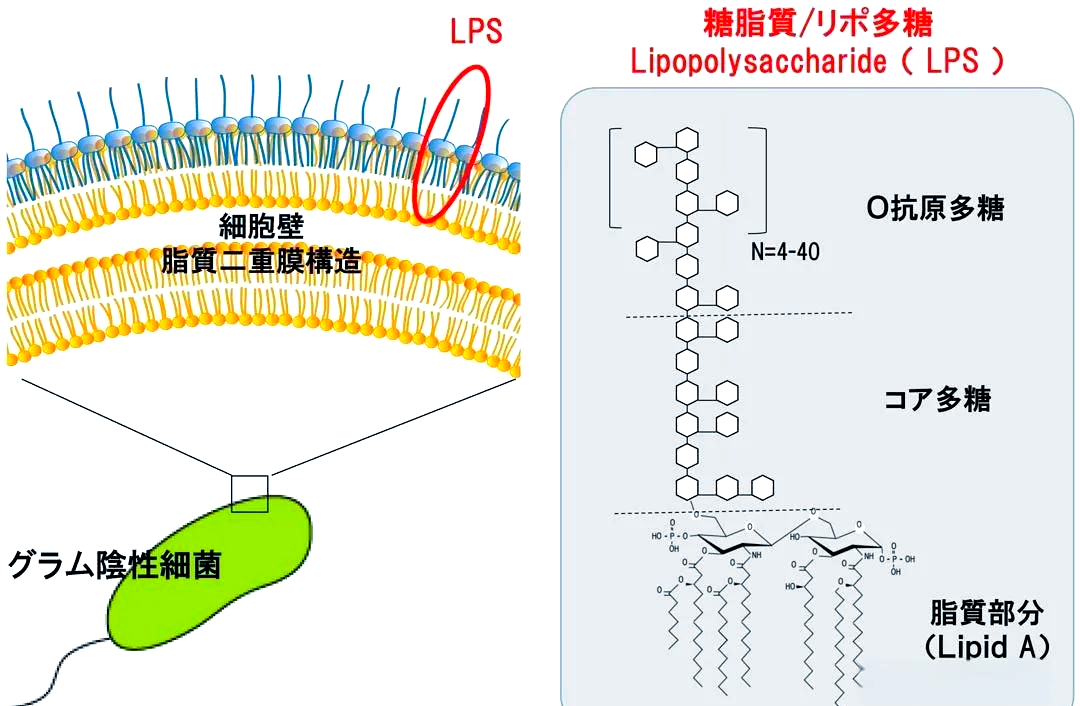 LPS与巨噬细胞：免疫激活的奥秘与探索之旅