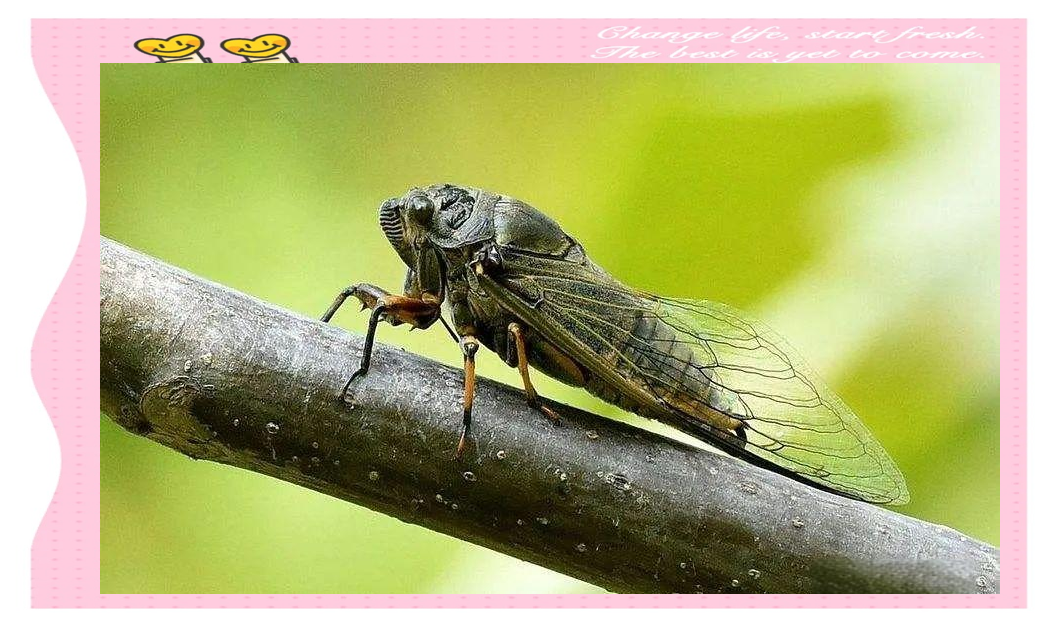 昆虫胸足的8种类型，你了解它们的功能吗