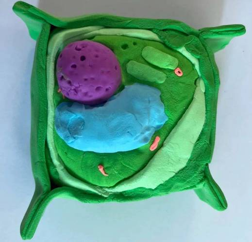 Cre-loxP系统在免疫细胞功能研究中的应用详解