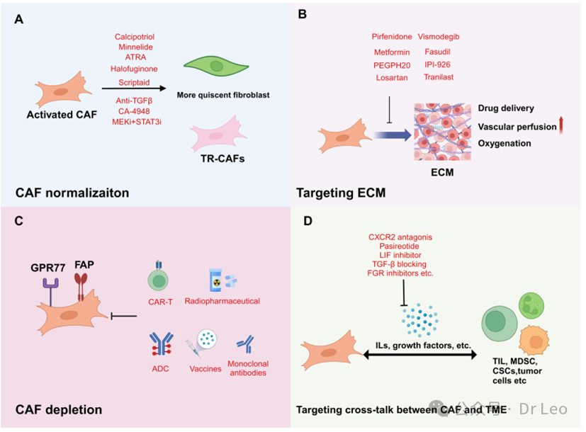 肿瘤相关成纤维细胞在肿瘤进展和治疗中的作用