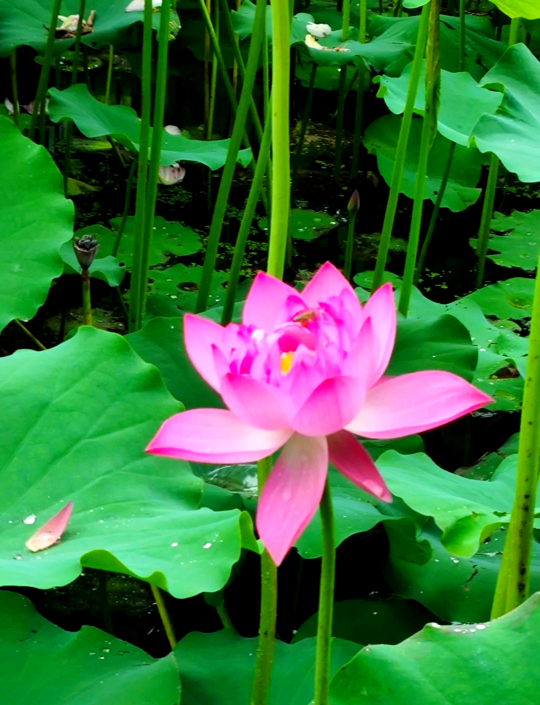 RPMI 1640与DMEM细胞培养基特性及用途对比