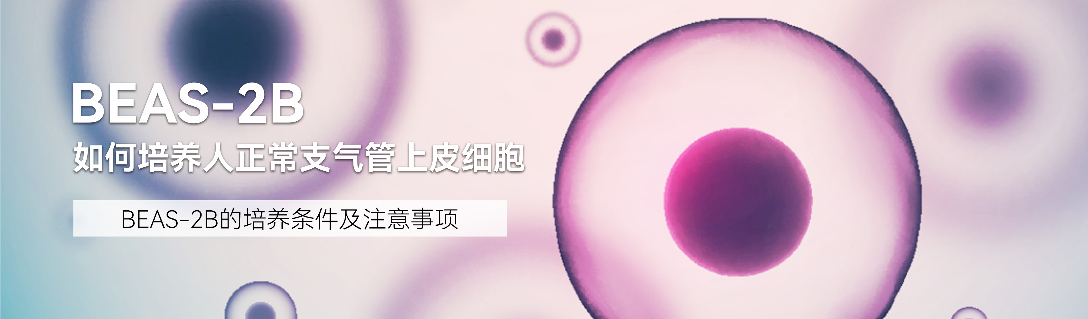 细胞学堂｜如何培养人正常支气管上皮细胞BEAS-2B