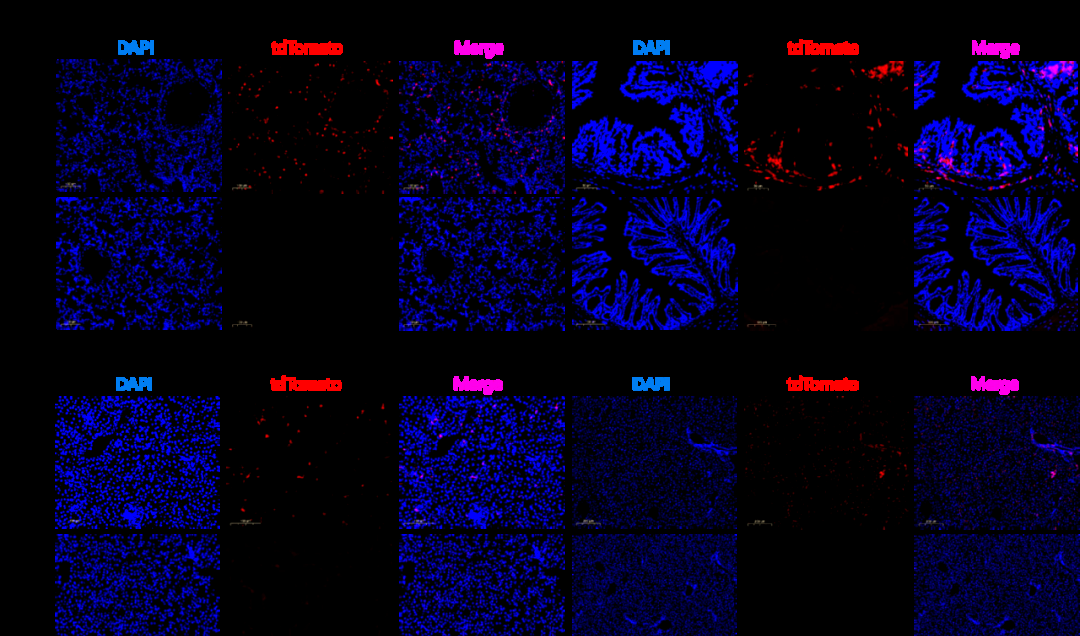 Cre-loxP系统在免疫细胞功能研究中的应用详解