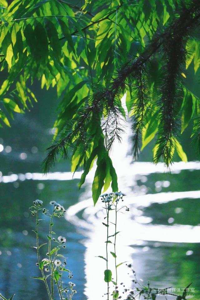 大暑|炎炎暑日,遥祝夏安!
