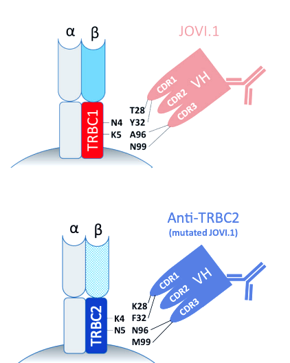 TRBC1与TRBC2双染技术：T细胞肿瘤诊断的新策略
