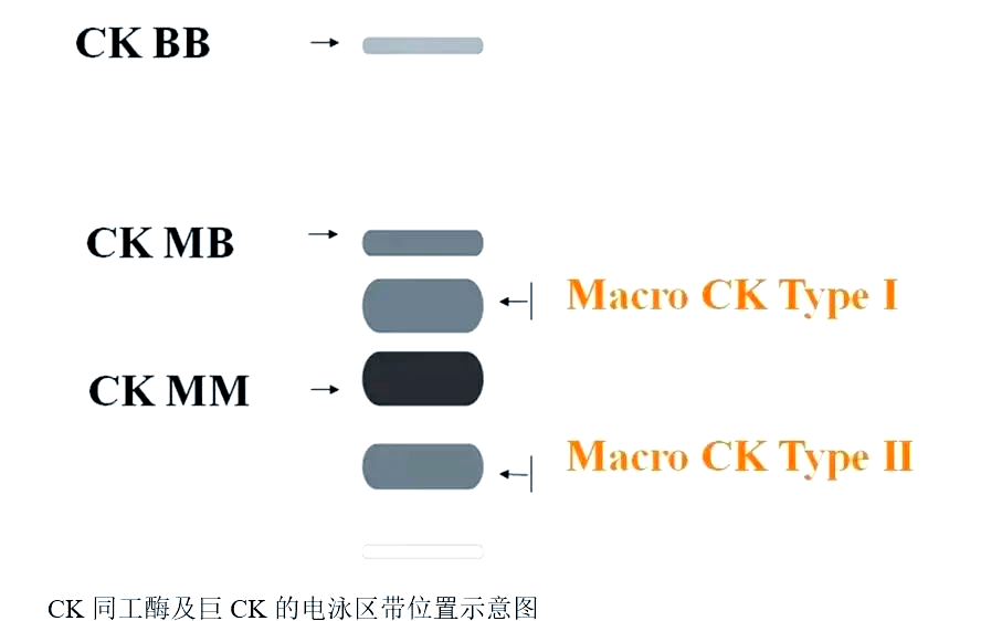 CK-MB>CK的全面解读：为何会出现此检测结果？